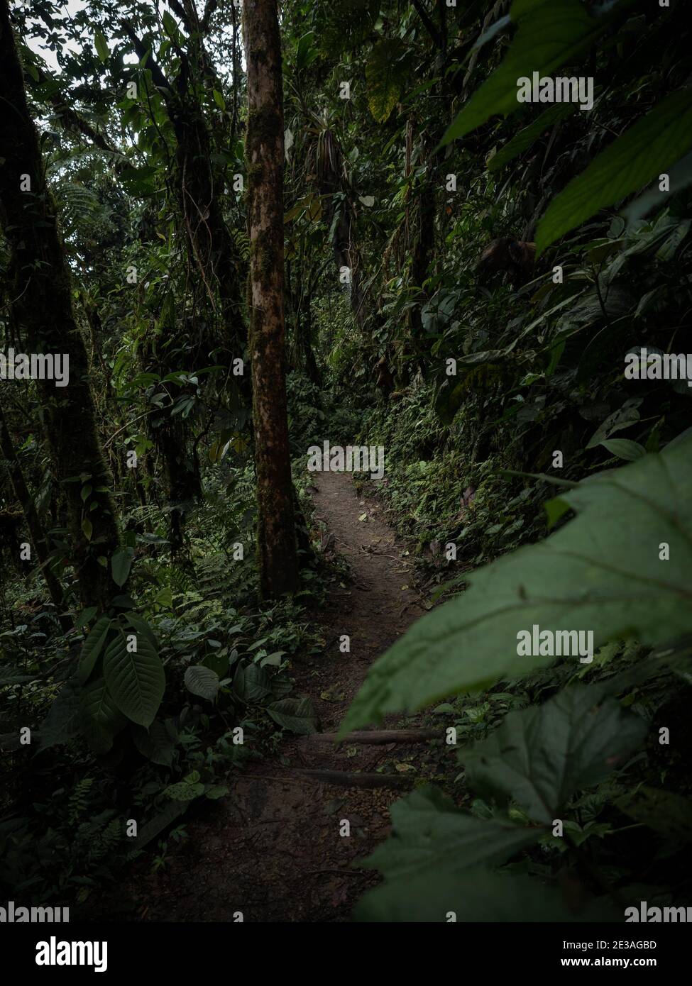 Panorama view of green nature hiking trail path in tropical rain cloud ...