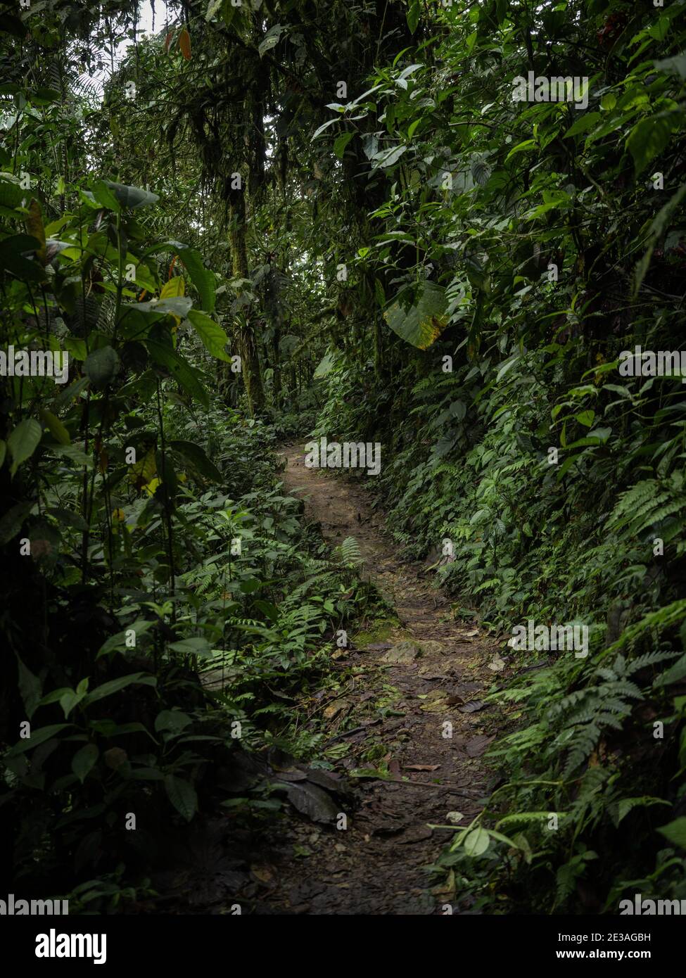 Panorama view of green nature hiking trail path in tropical rain cloud ...