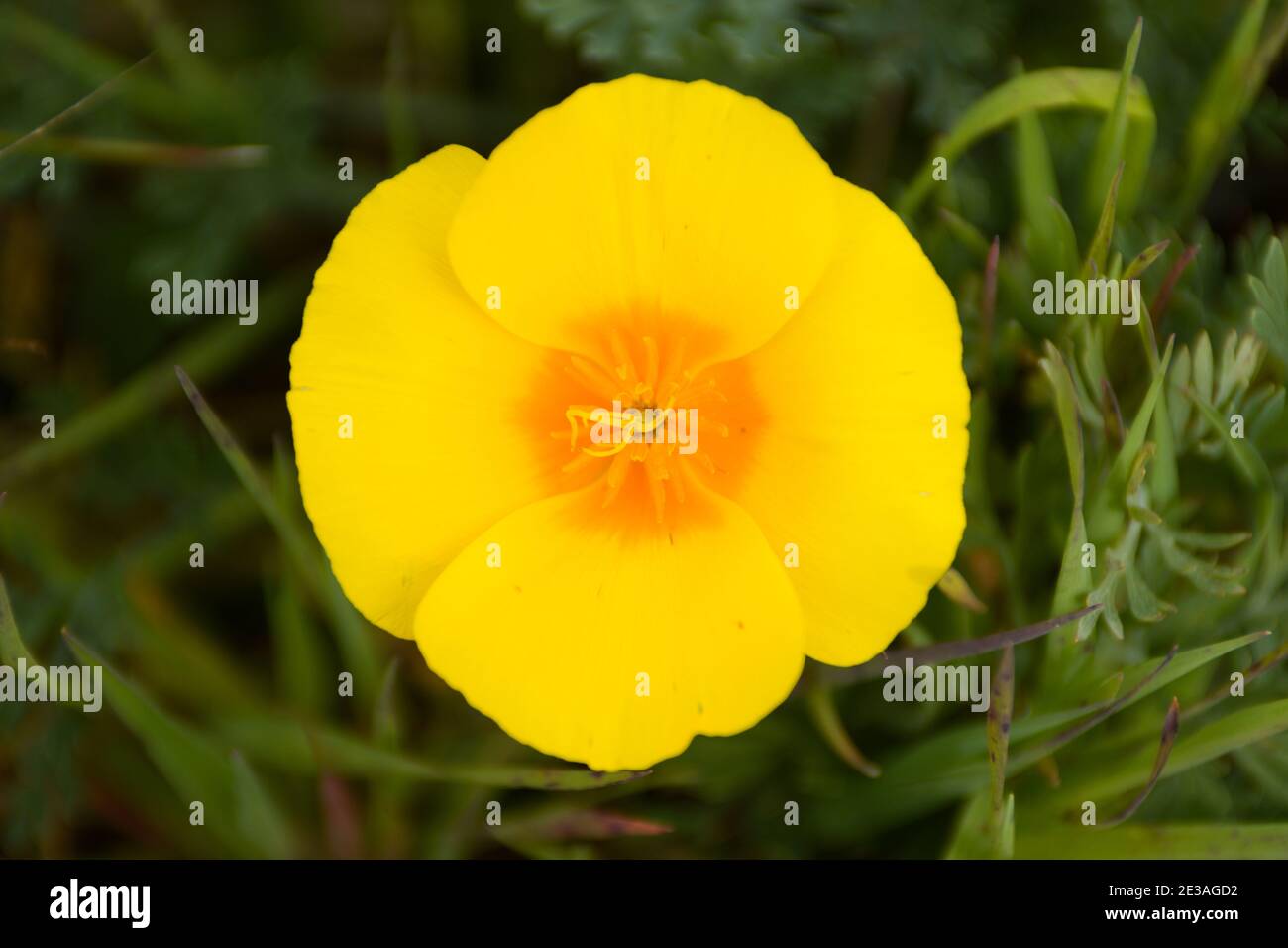 Single orange california poppy flower overhead Stock Photo - Alamy