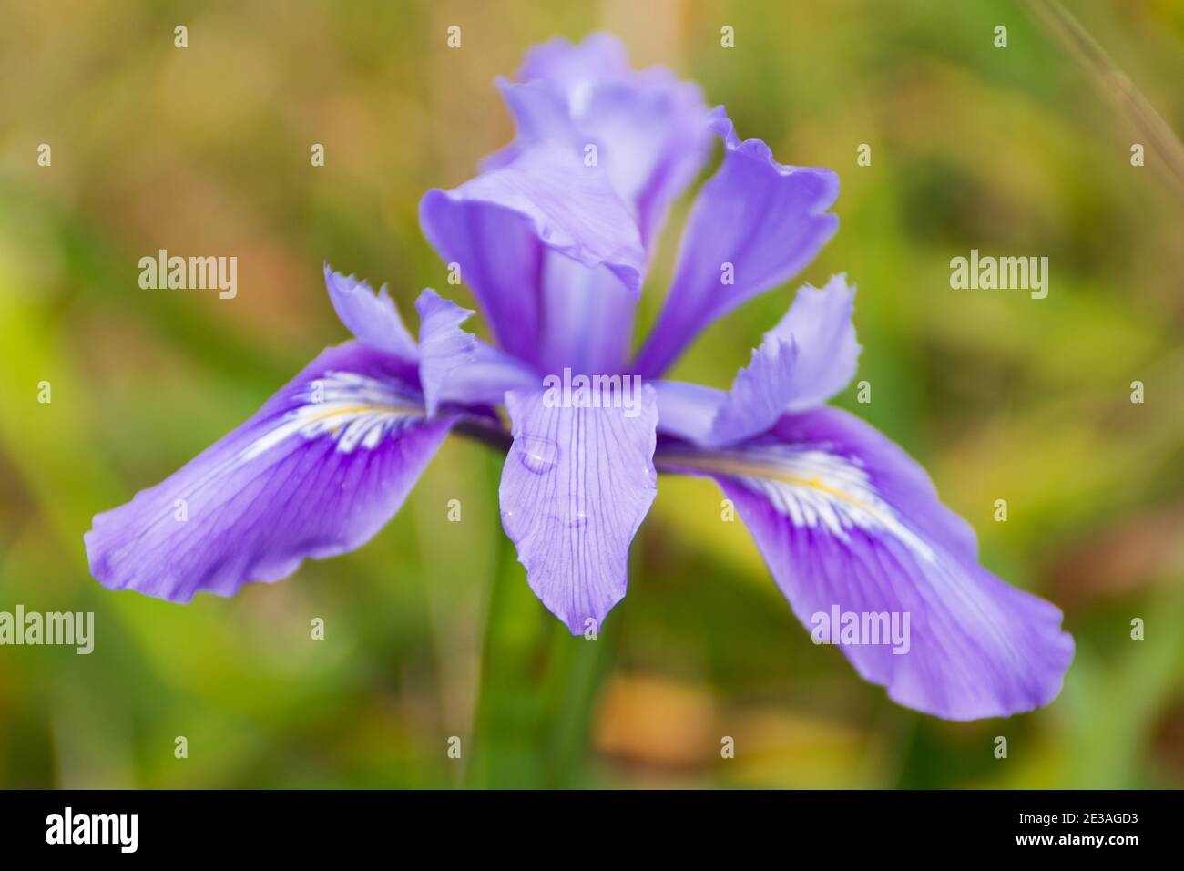 Spring purple lily flower wild bloom Stock Photo - Alamy