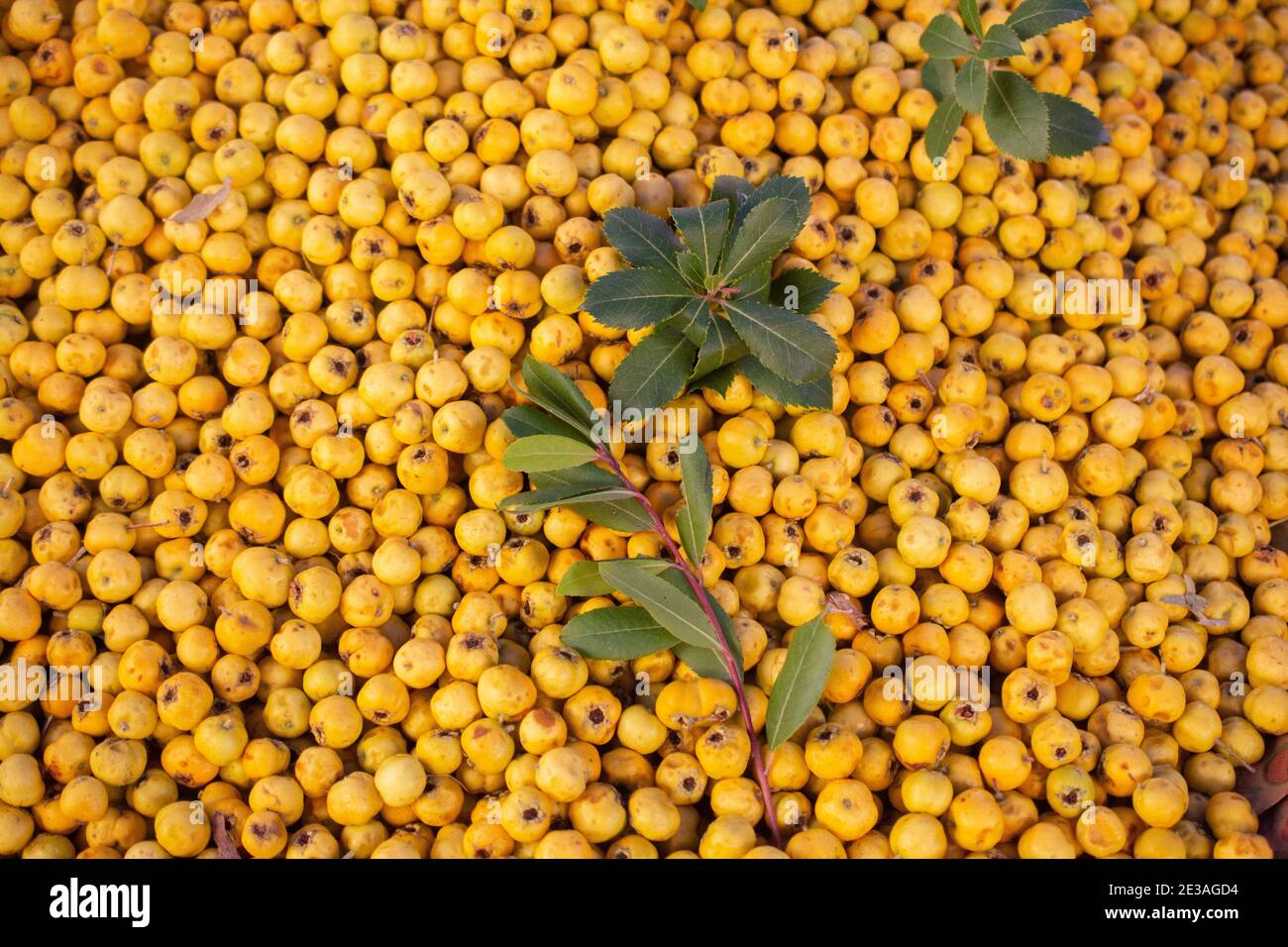 Azarole, mediterranean medlar picked up and sold in market Stock Photo ...