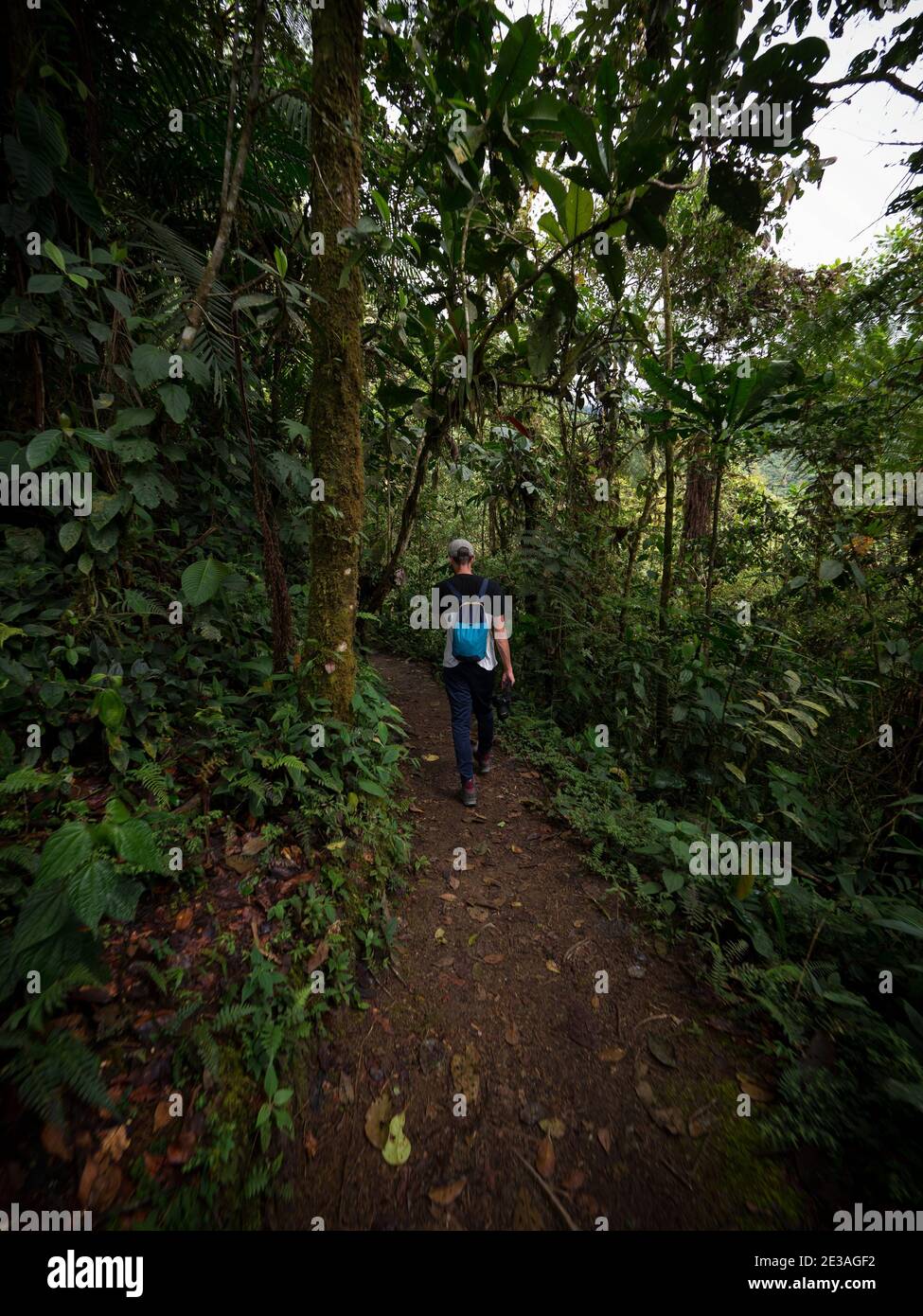 Panorama view of green nature hiking trail path in tropical rain cloud ...