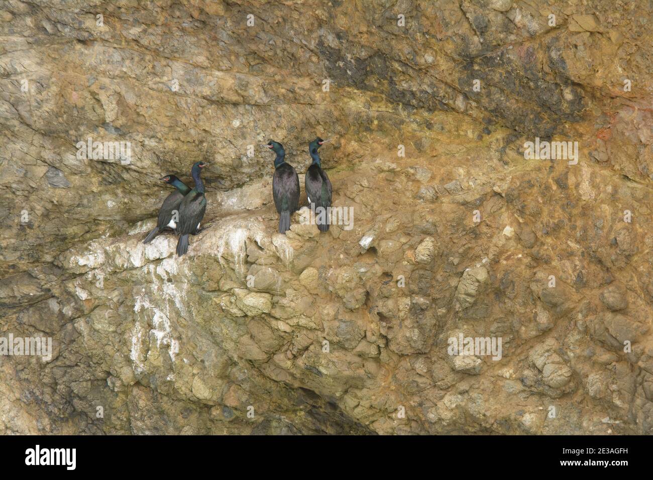 Cormorant birds nesting on ocean cliff face rookery Stock Photo - Alamy