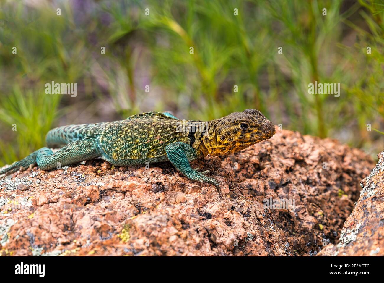 Collared lizards hi-res stock photography and images - Alamy