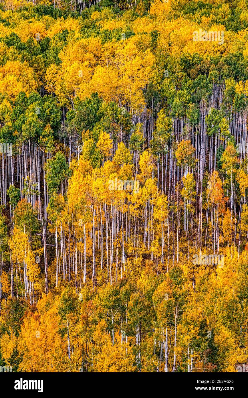 Aspen Trees Snow Hill High Resolution Stock Photography and Images - Alamy