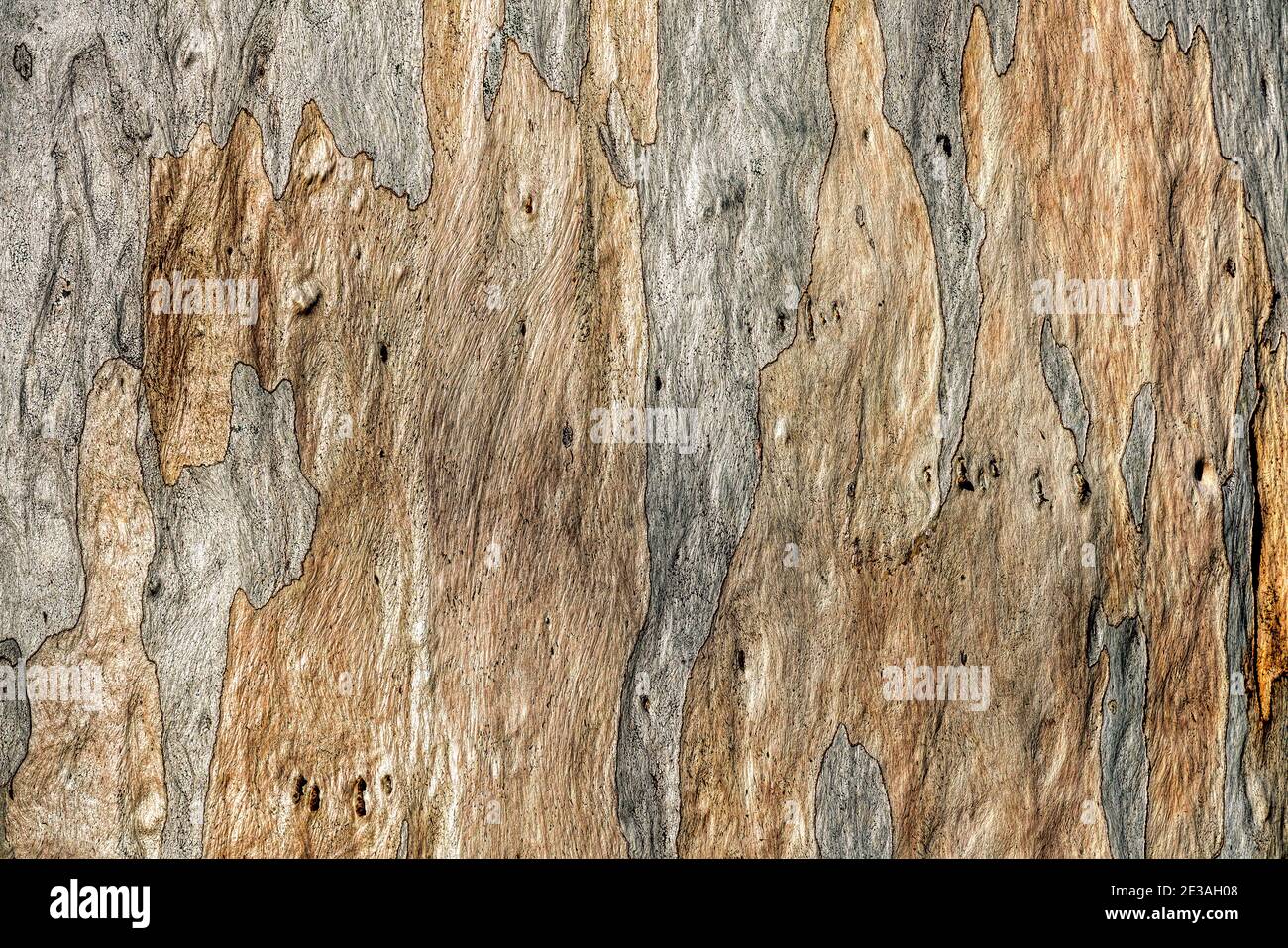 The colorful bark of the gum tree Stock Photo - Alamy