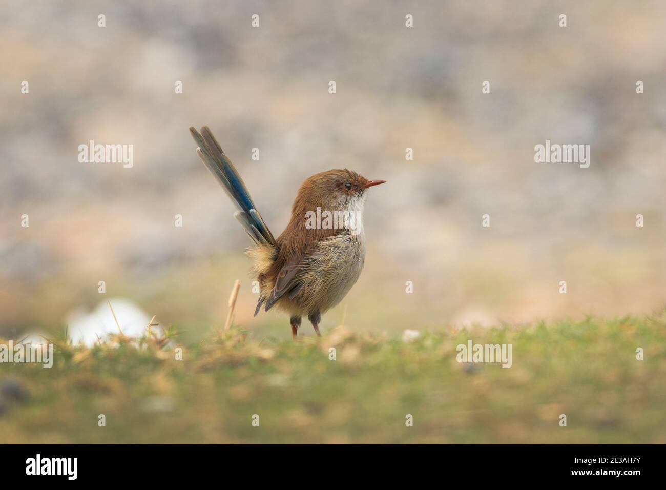 Superb Fairywren, Malurus cyaneus, in Tasmania, Australia in eclipse ...