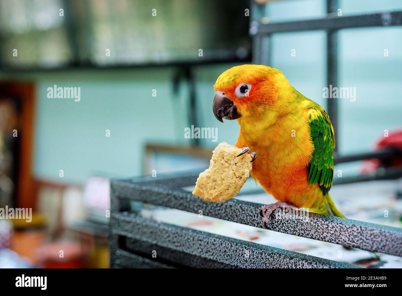 Cute sun conure parrot eating and looking at the camera Stock Photo - Alamy