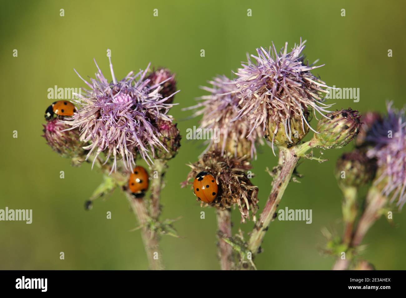 Stubby animal hi-res stock photography and images - Alamy