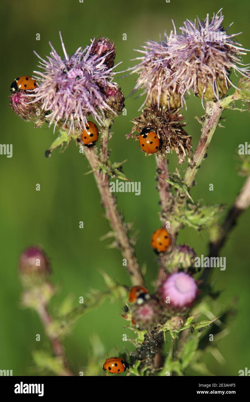 Stubby animal hi-res stock photography and images - Alamy