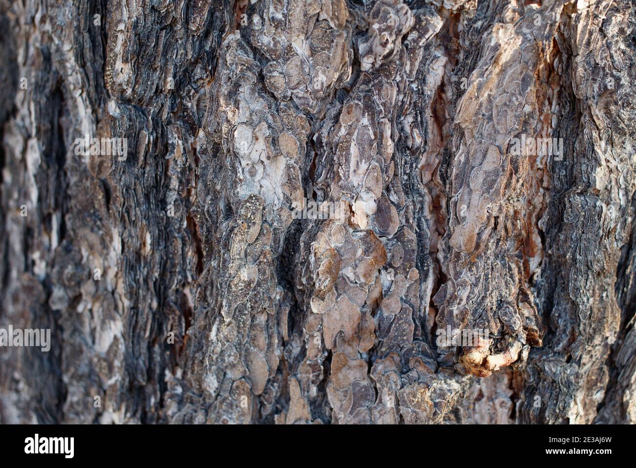 Ridged tree bark hi-res stock photography and images - Alamy