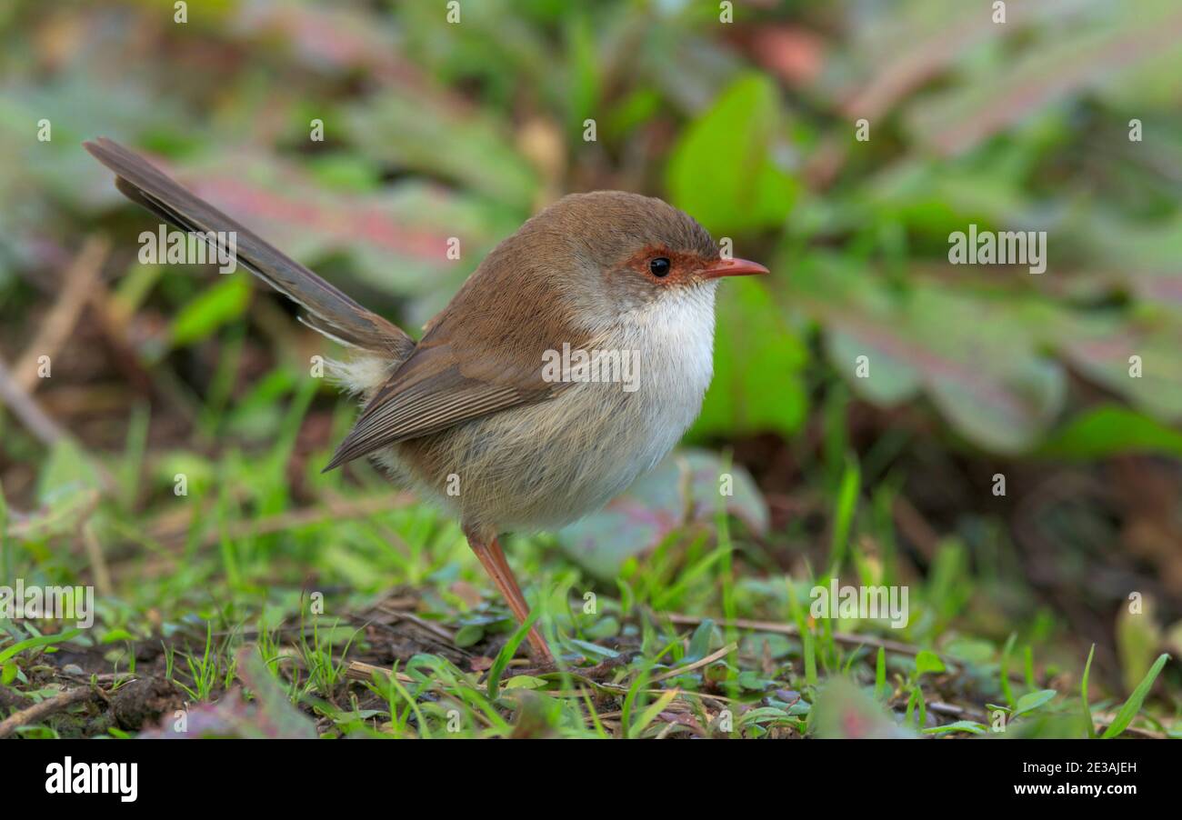 Malurus splendens hi-res stock photography and images - Alamy