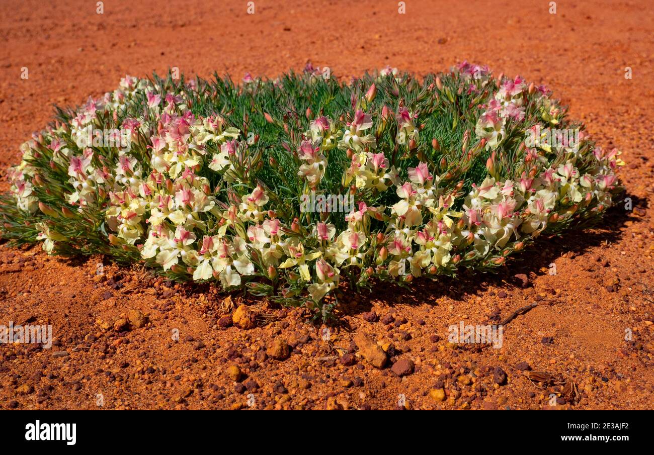 Perenjori australia hi-res stock photography and images - Alamy