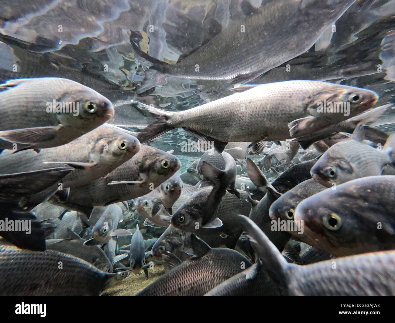 Shad fish underwater hi-res stock photography and images - Alamy