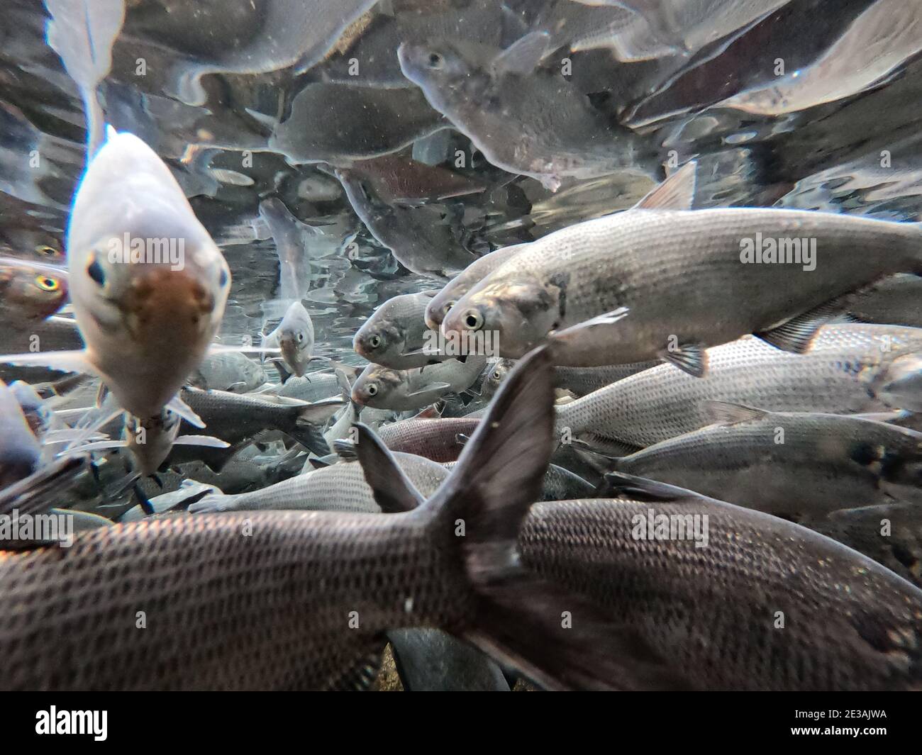 Jan 17 2021 - London Ontario Canada - Thousands of Gizzard Shad fish ...