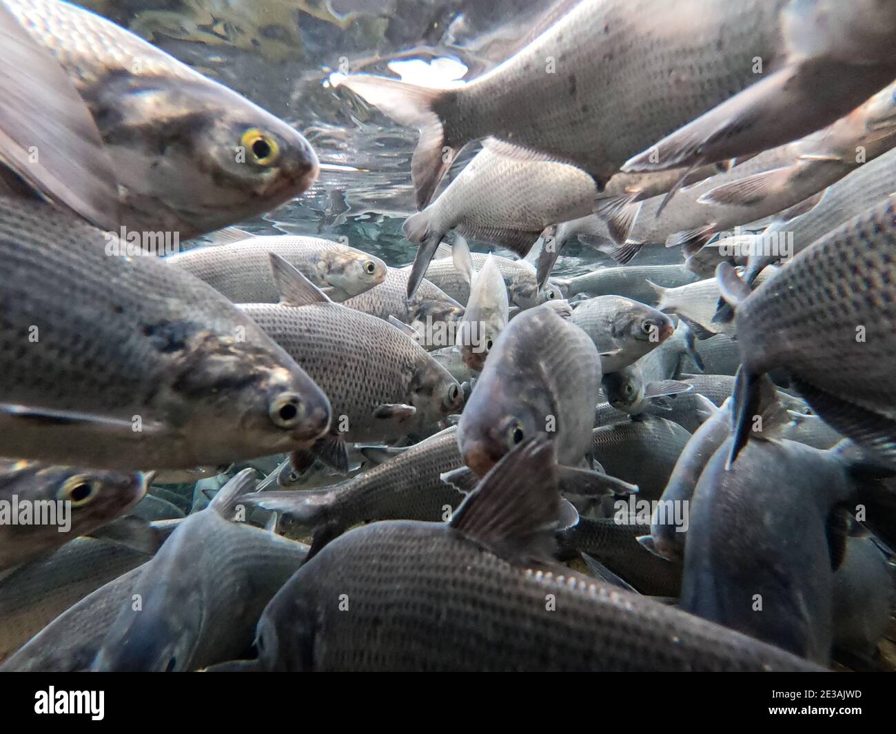 Jan 17 2021 - London Ontario Canada - Thousands of Gizzard Shad fish ...