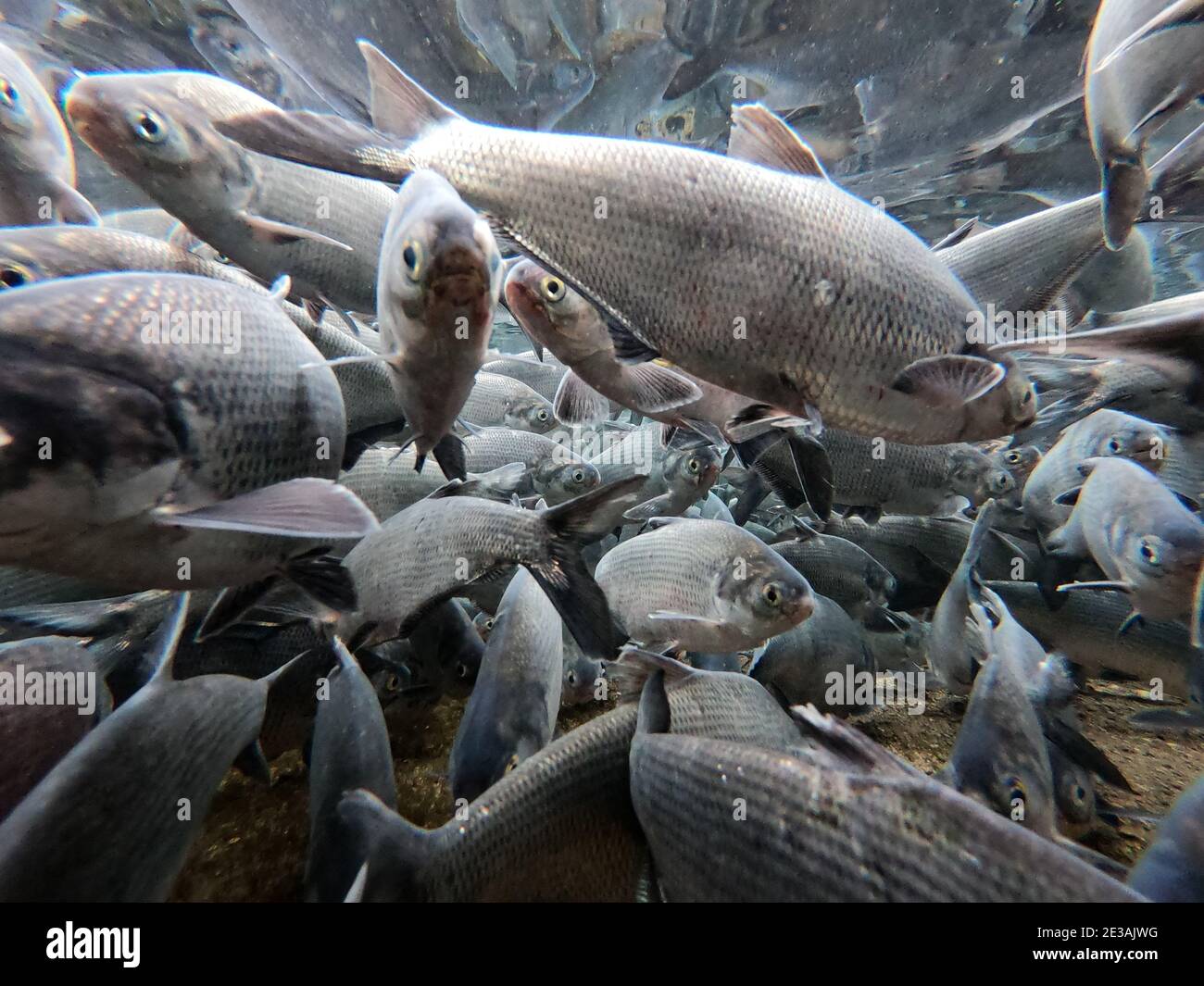 Shad fish underwater hi-res stock photography and images - Alamy