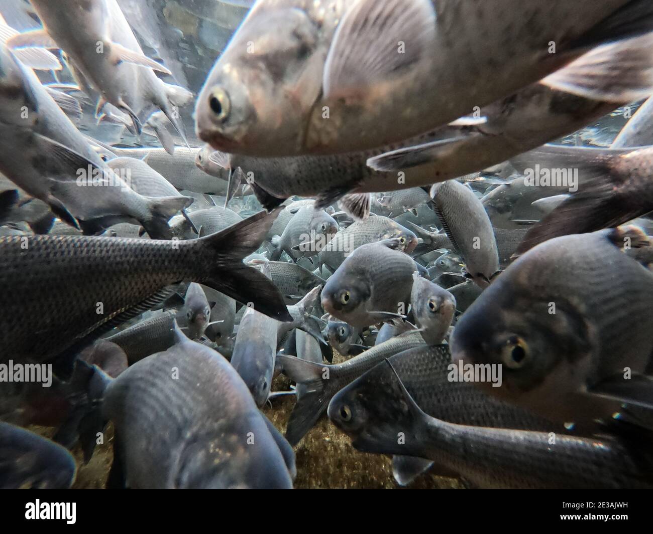 Shad fish hi-res stock photography and images - Alamy