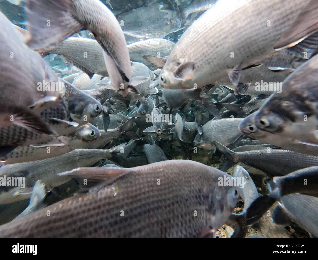 Shad fish hi-res stock photography and images - Alamy