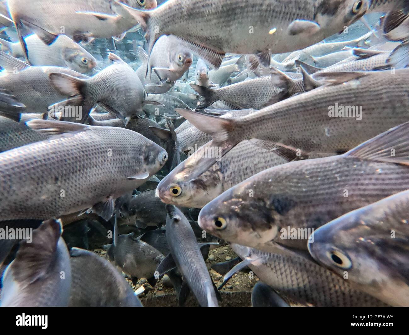 Jan 17 2021 - London Ontario Canada - Thousands of Gizzard Shad fish ...