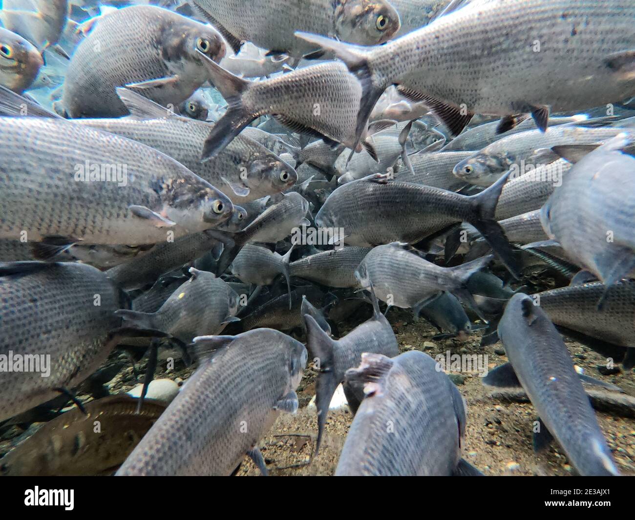 Jan 17 2021 - London Ontario Canada - Thousands of Gizzard Shad fish ...