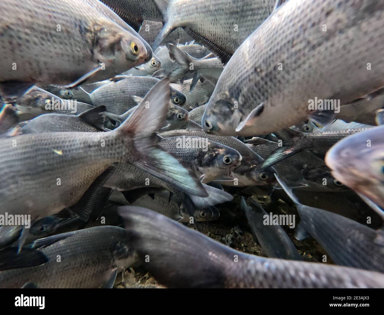 Shad fish underwater hi-res stock photography and images - Alamy