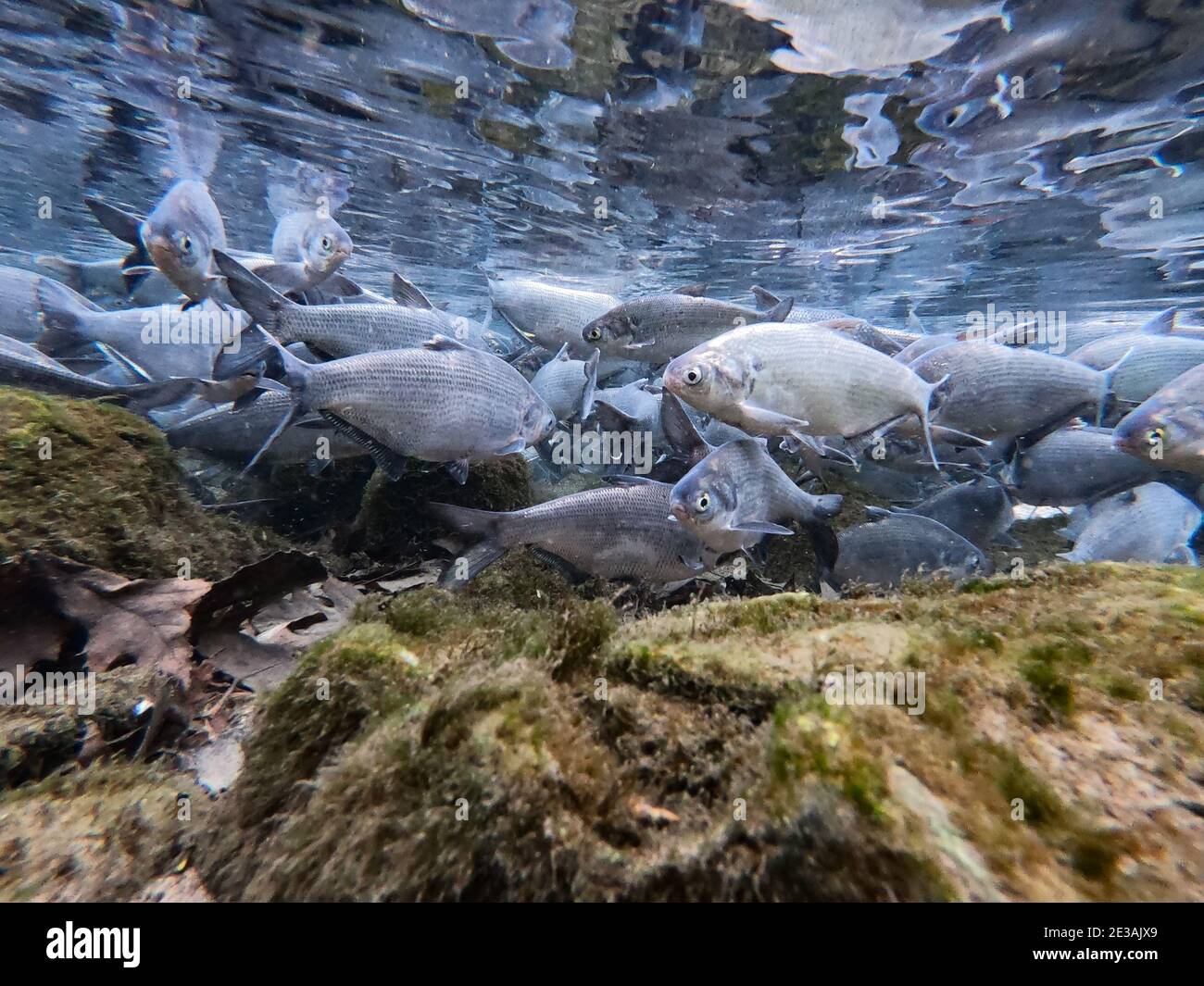 Shad fish hi-res stock photography and images - Alamy
