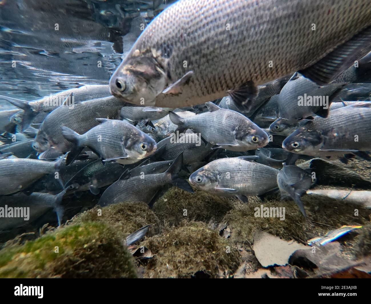 Jan 17 2021 - London Ontario Canada - Thousands of Gizzard Shad fish ...