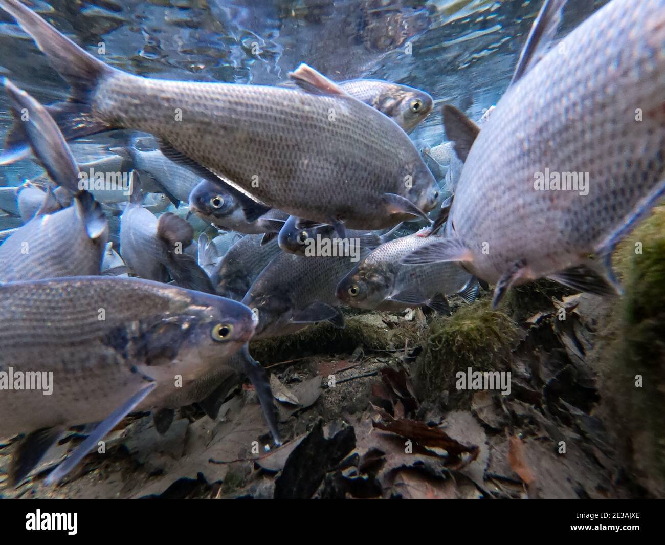 Shad fish underwater hi-res stock photography and images - Alamy