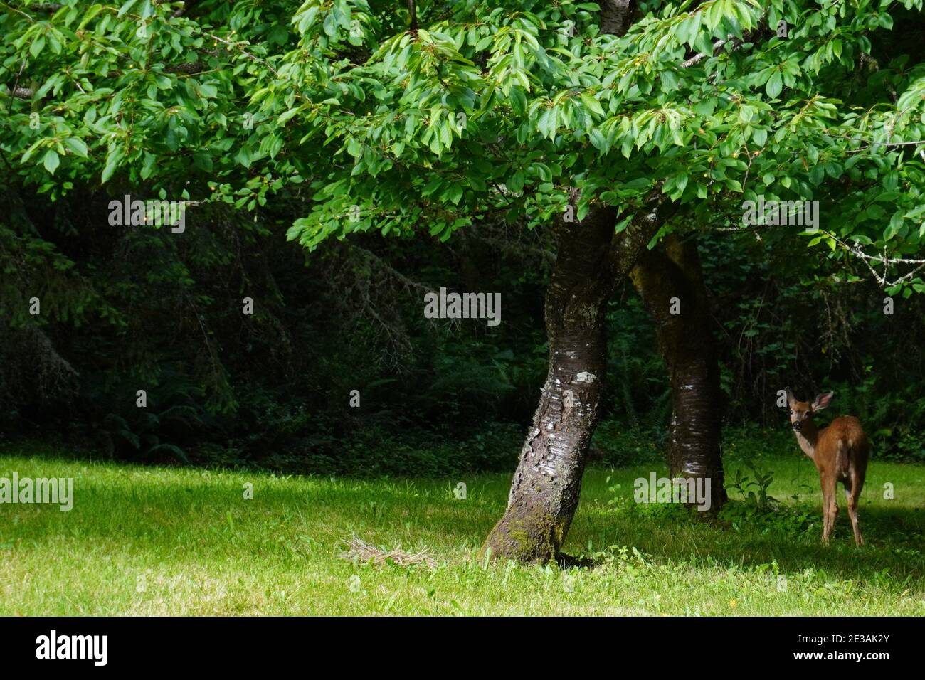 Deer next to tree hi-res stock photography and images - Alamy