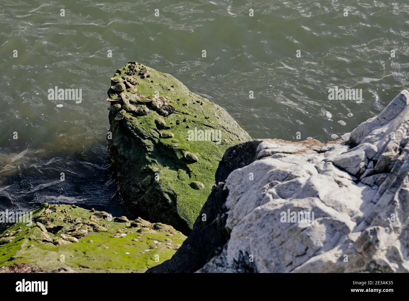 Beach rocks with green algae during low tide Stock Photo - Alamy