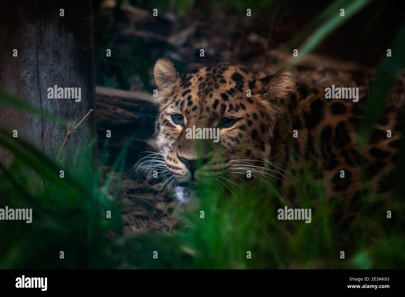 Leopard hiding hi-res stock photography and images - Alamy