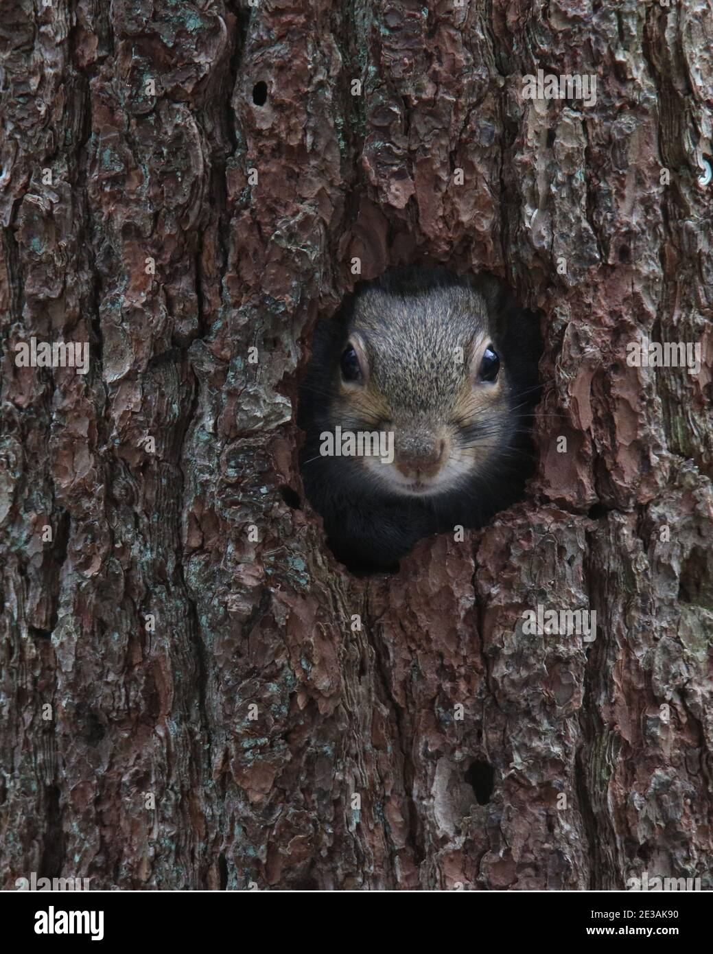 Grey squirrel peeping out of tree hole hi-res stock photography and ...