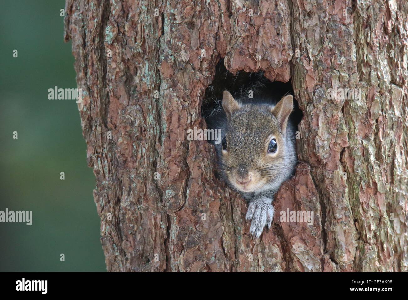 Hidden face tree hi-res stock photography and images - Alamy