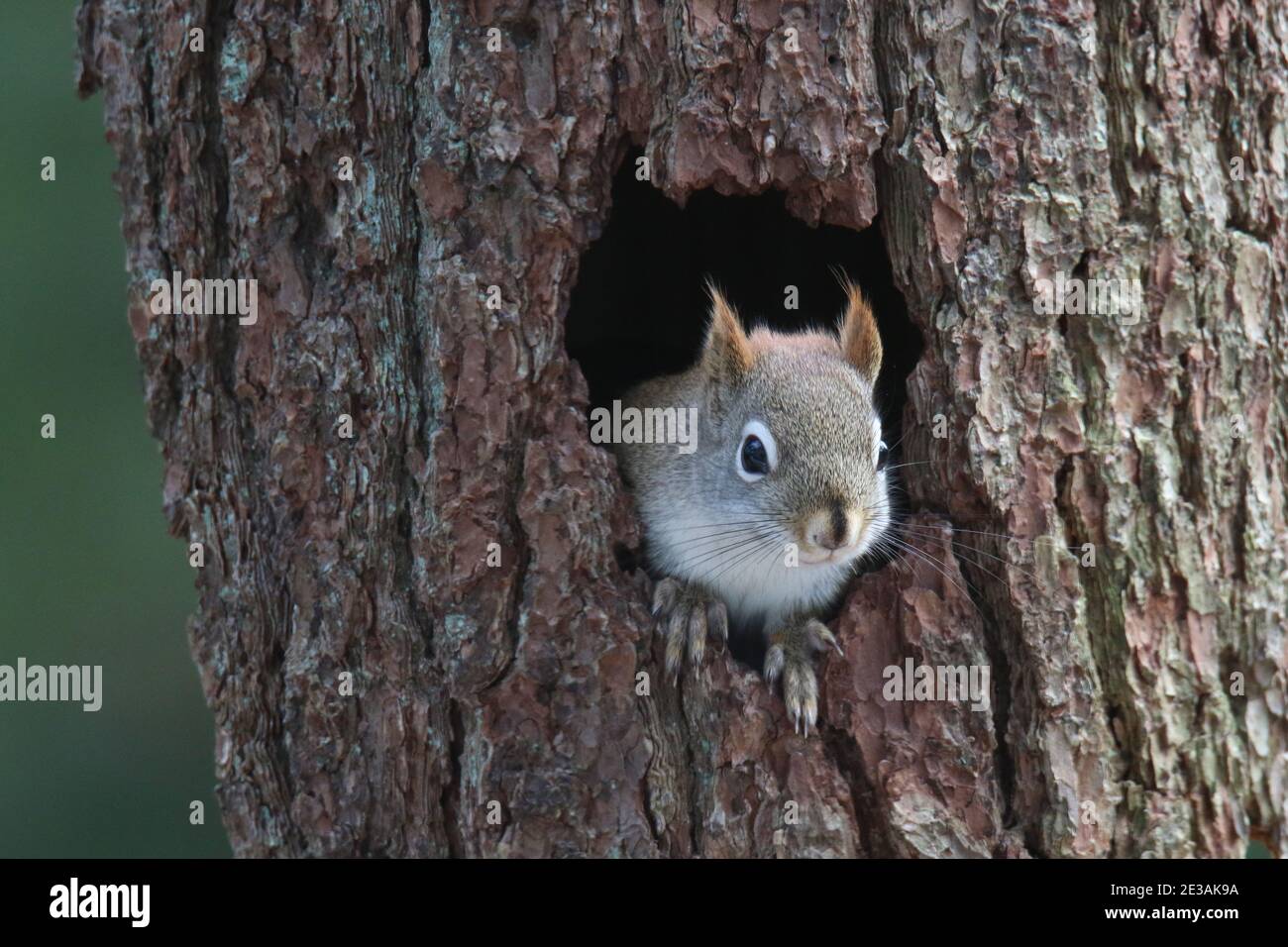 Squirrels red tree hi-res stock photography and images - Alamy