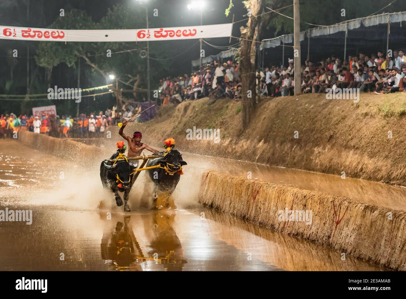 Kambala or Kambla, an annual buffalo race conducted at paddy fields in ...