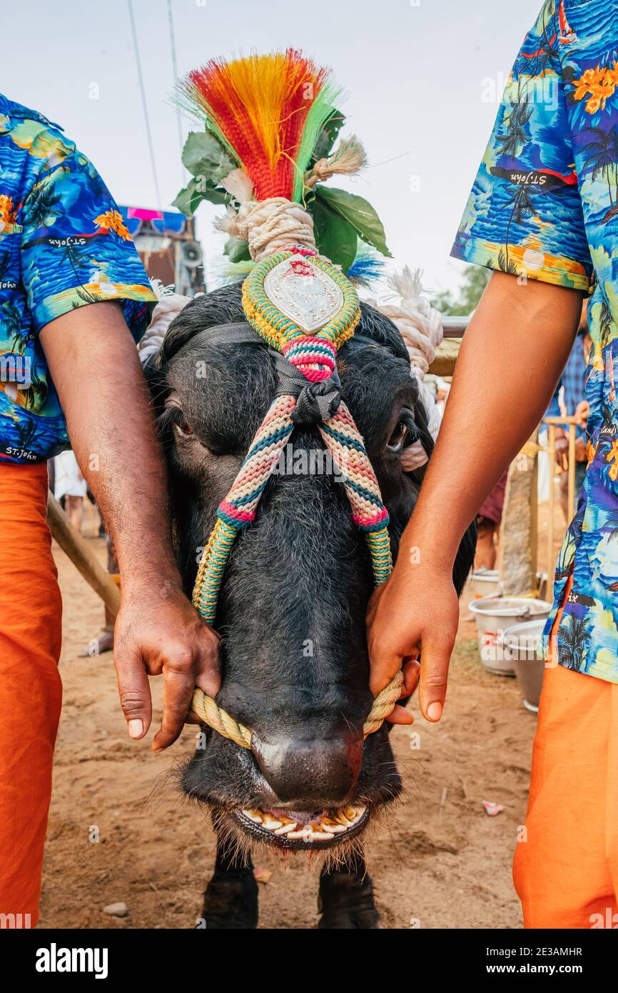 Kambala or Kambla, an annual buffalo race conducted at paddy fields in ...