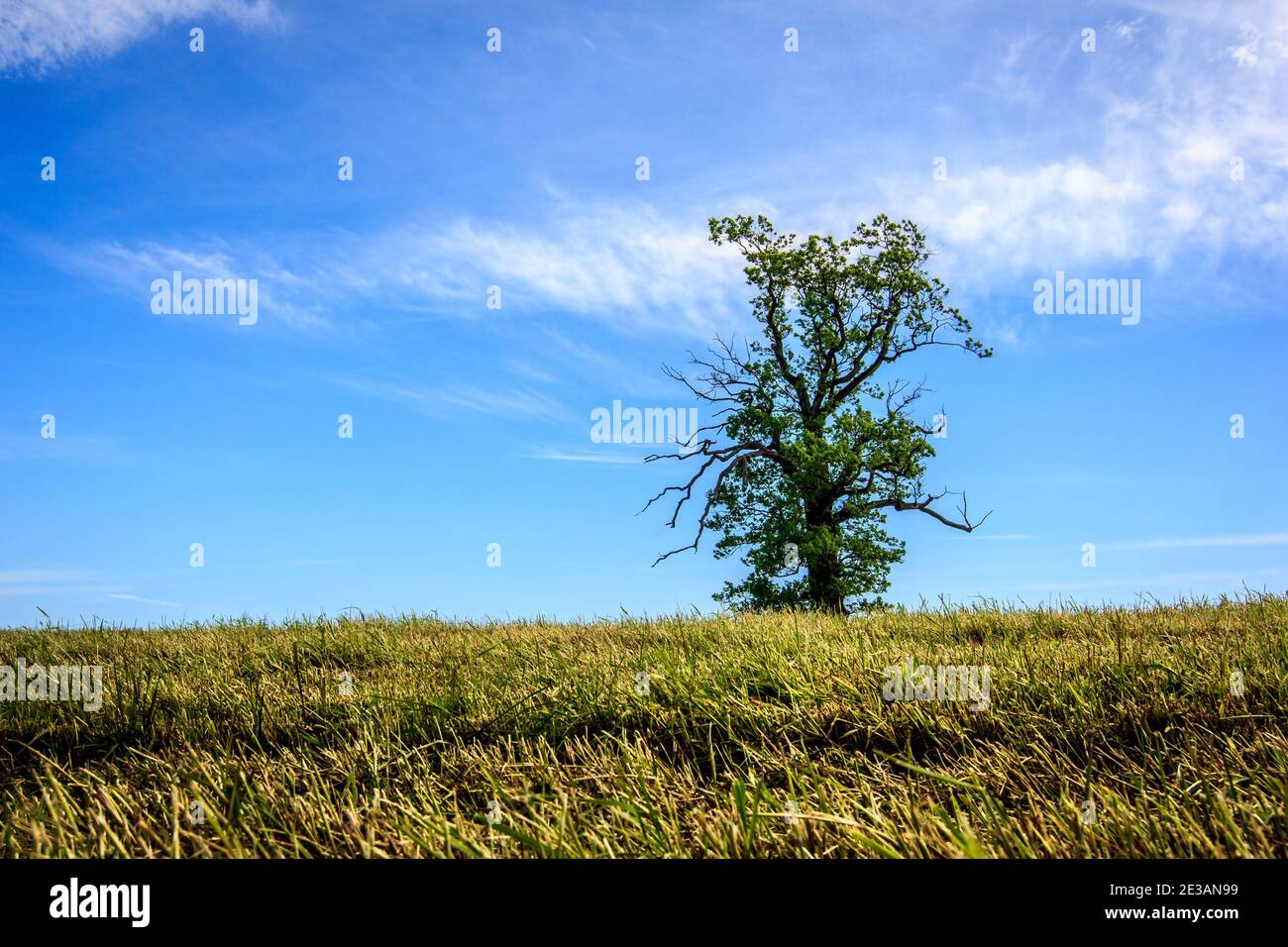 Alone tree on the green meadow under clowdy sky. One big tree on green ...
