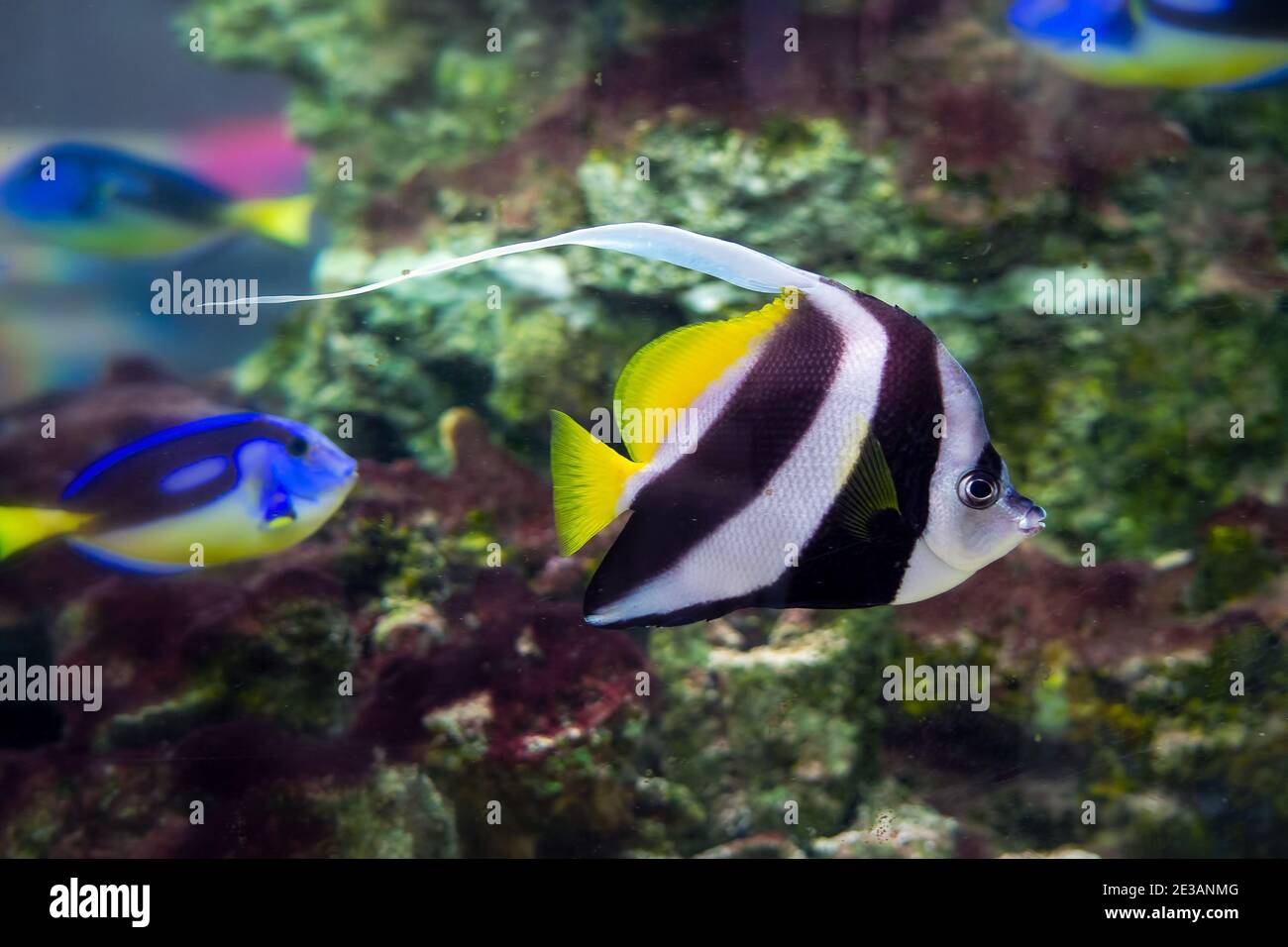 Moorish idol fish swimming in the aquarium with royal blue tang fish ...