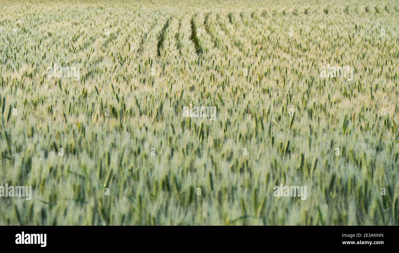 Wheat field in the early morning background with copy space Stock Photo ...