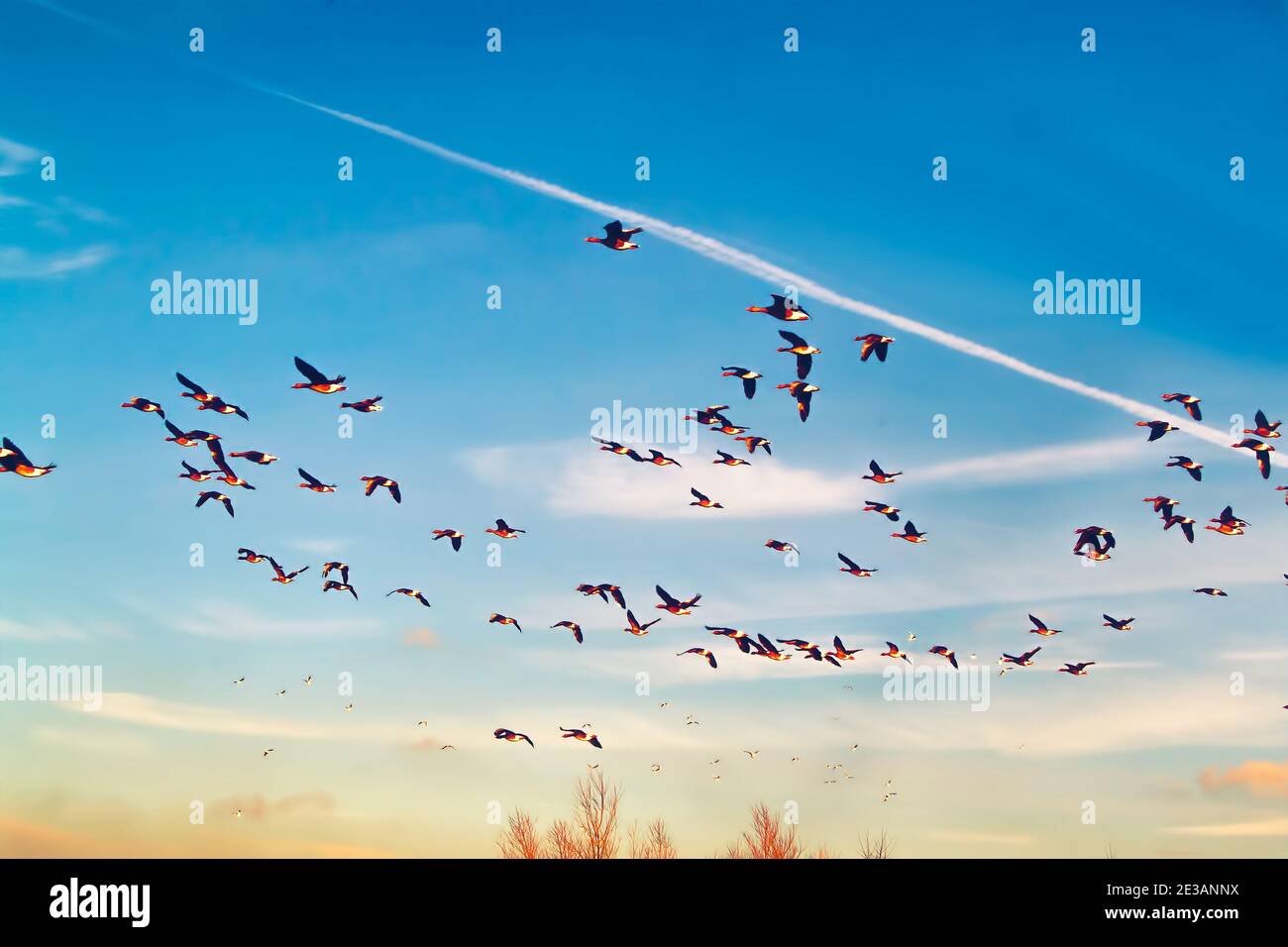 Wild geese migration during sunset Stock Photo - Alamy