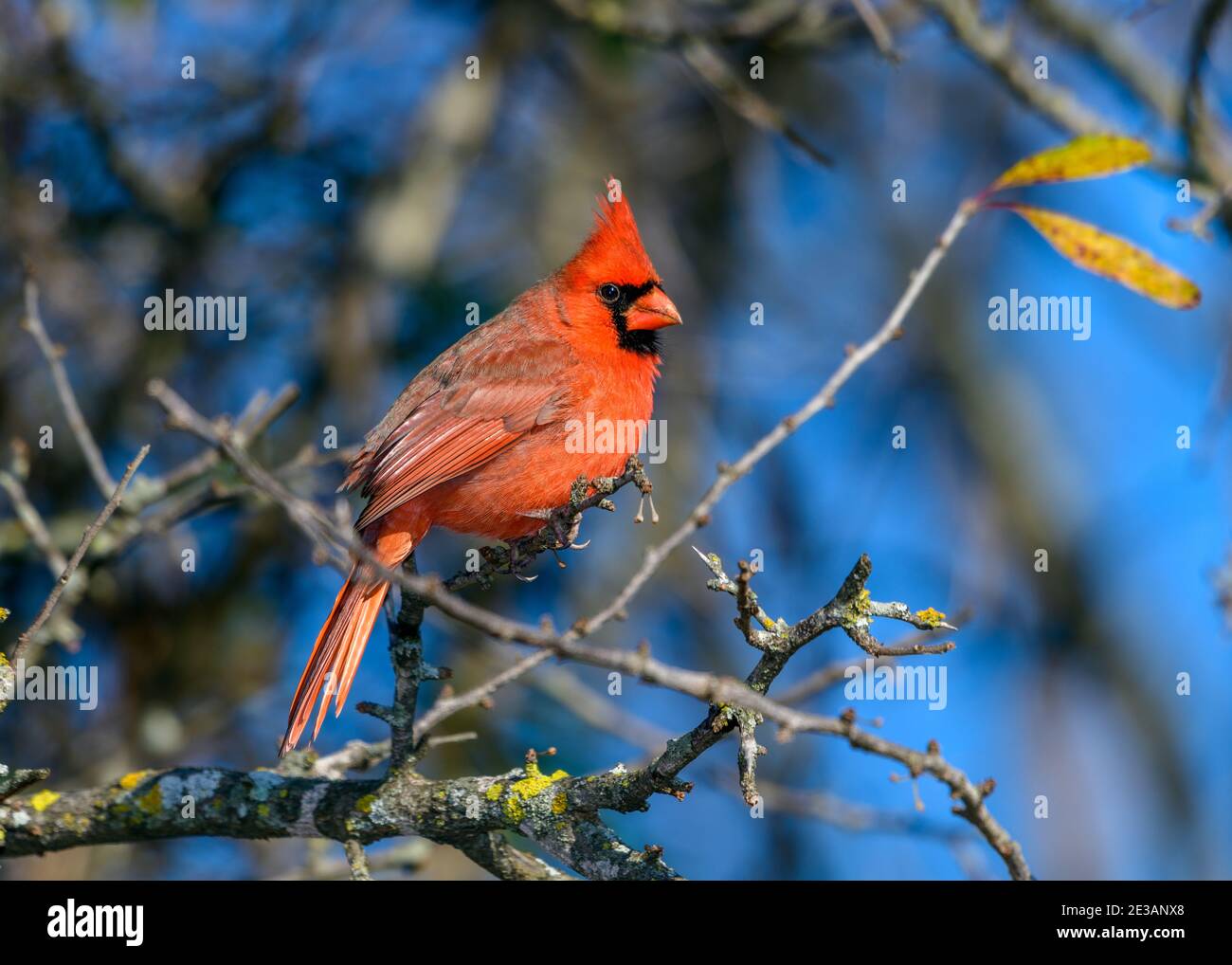 Male female cardinal hi-res stock photography and images - Alamy