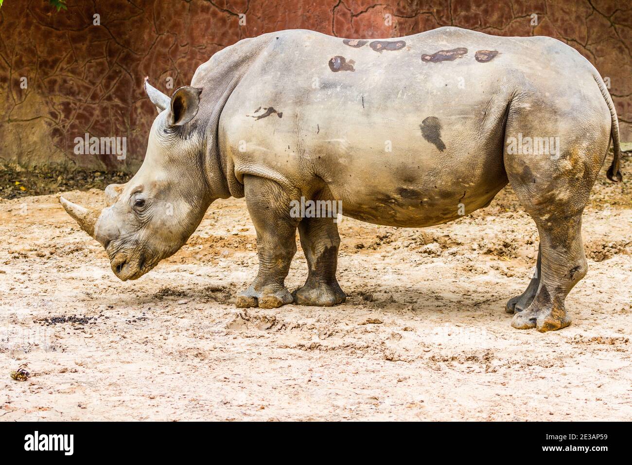 side view of the large white rhino in the zoo Stock Photo - Alamy
