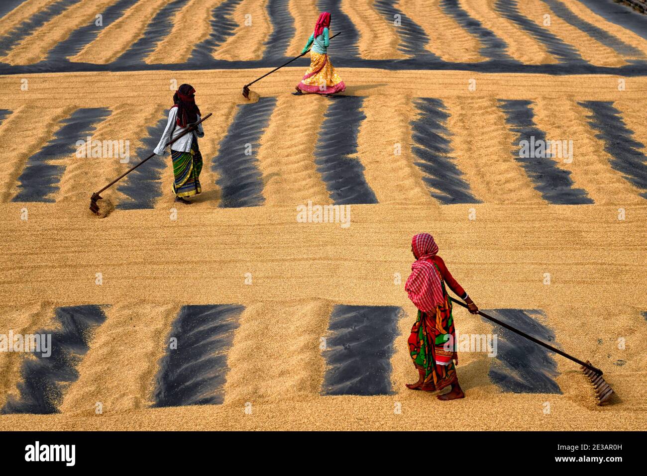 Female workers seen creating long columns of rice before walking along ...