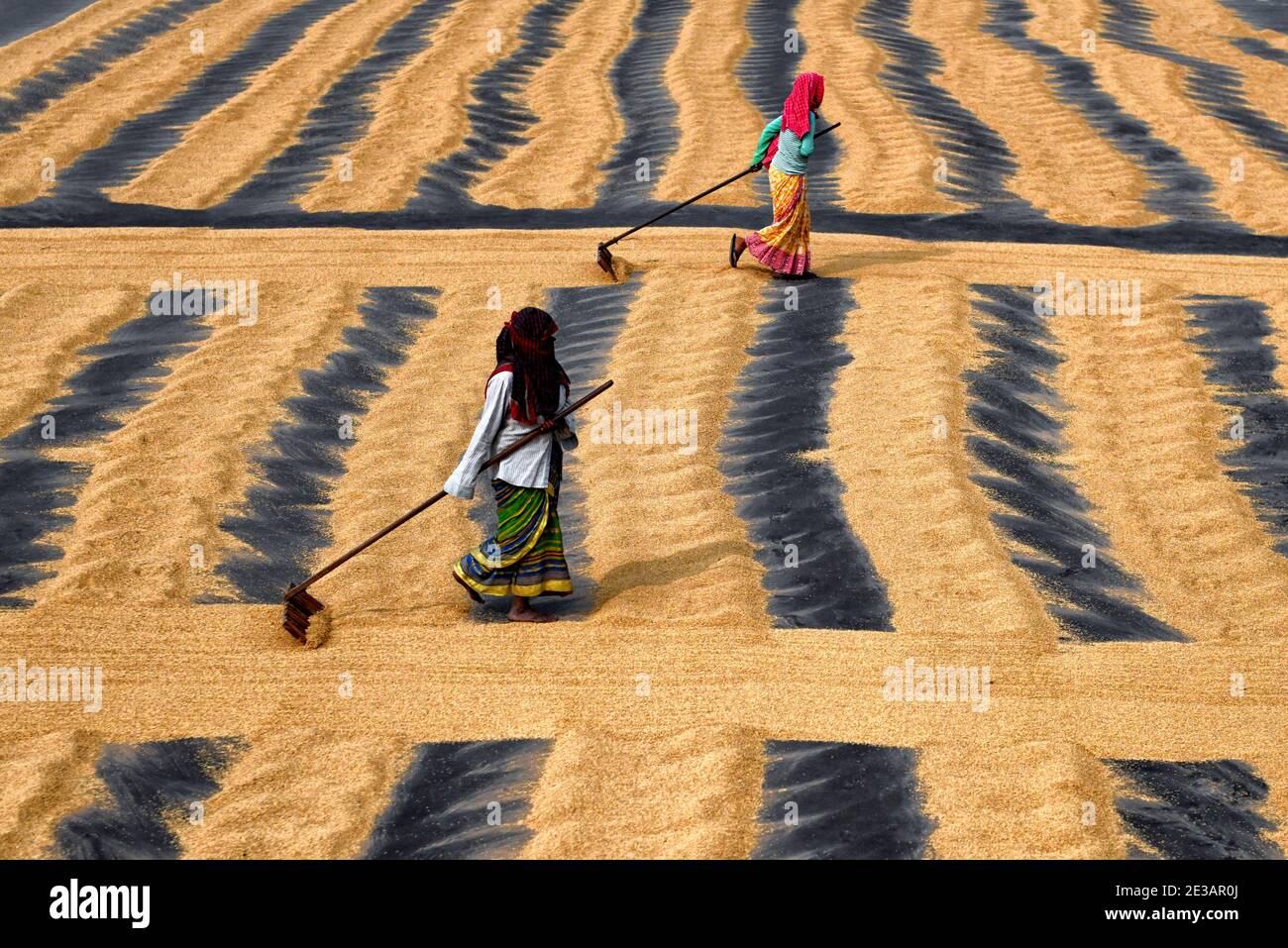 Female workers seen creating long columns of rice before walking along ...