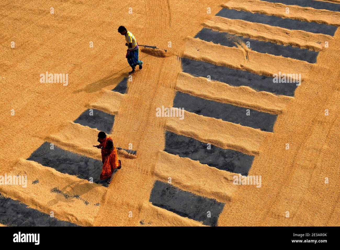 Workers seen creating long columns of rice before walking along and ...