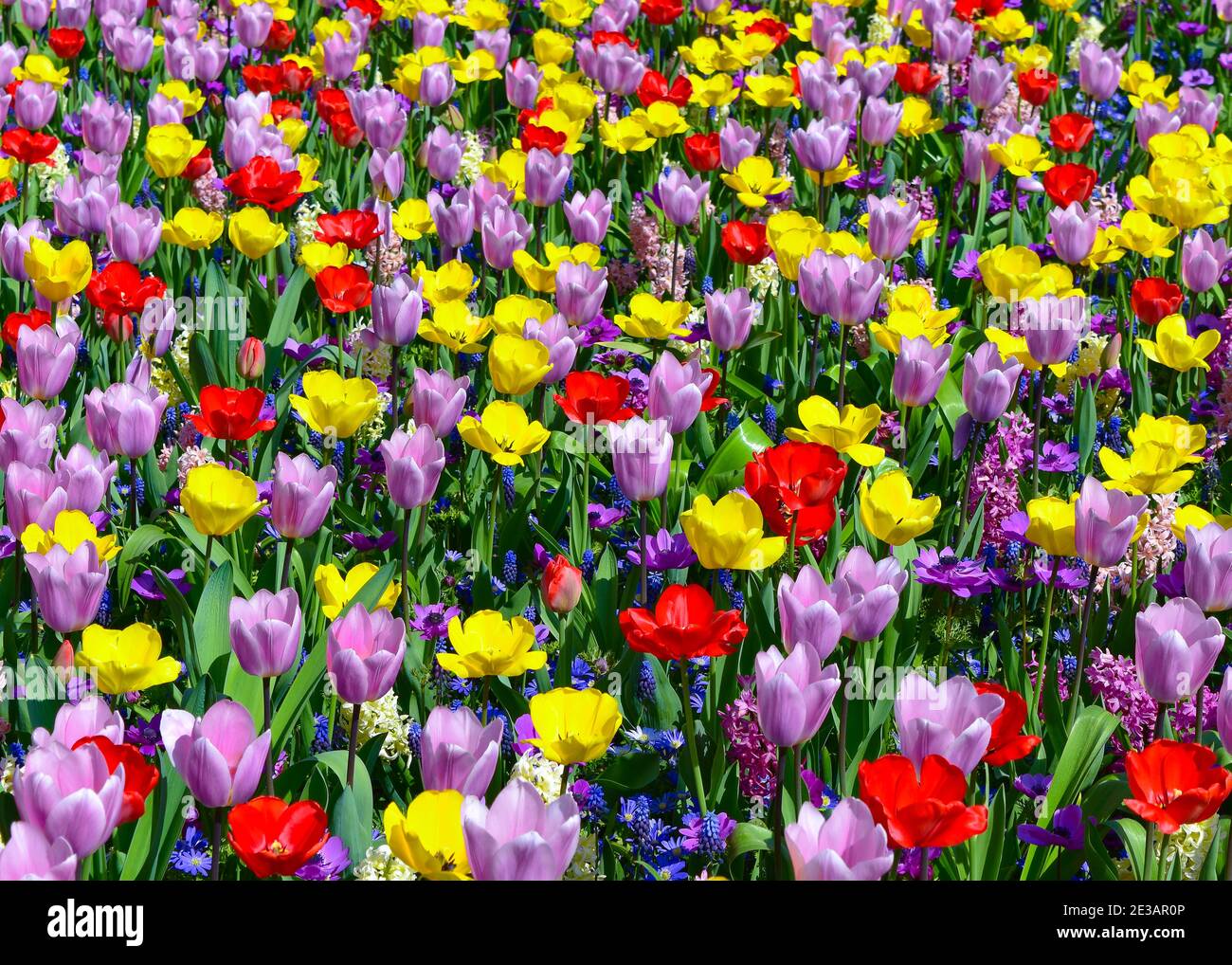 A beautiful tulip display from Keukenhof 2018 Stock Photo - Alamy