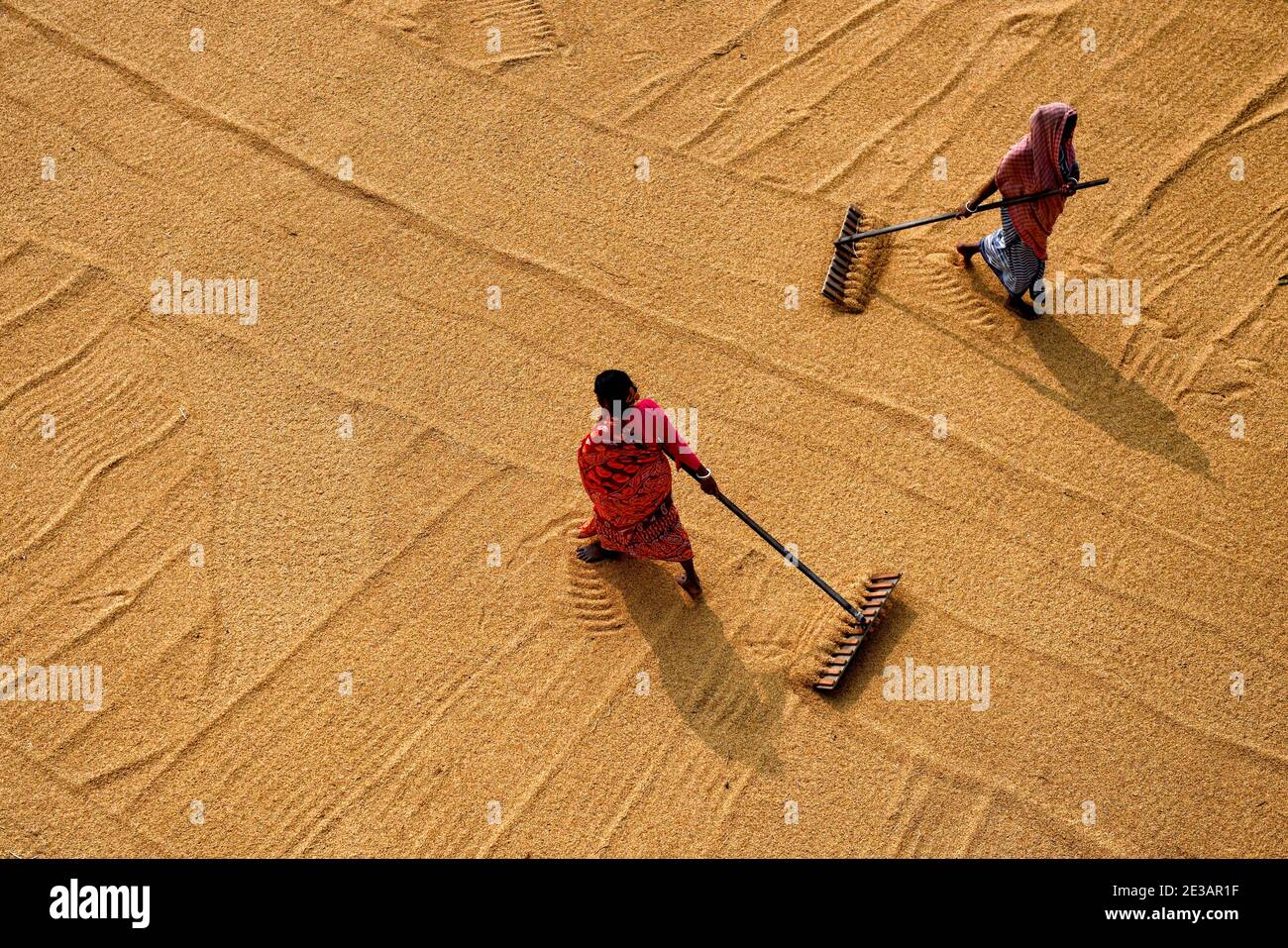 Female workers seen creating long columns of rice before walking along ...