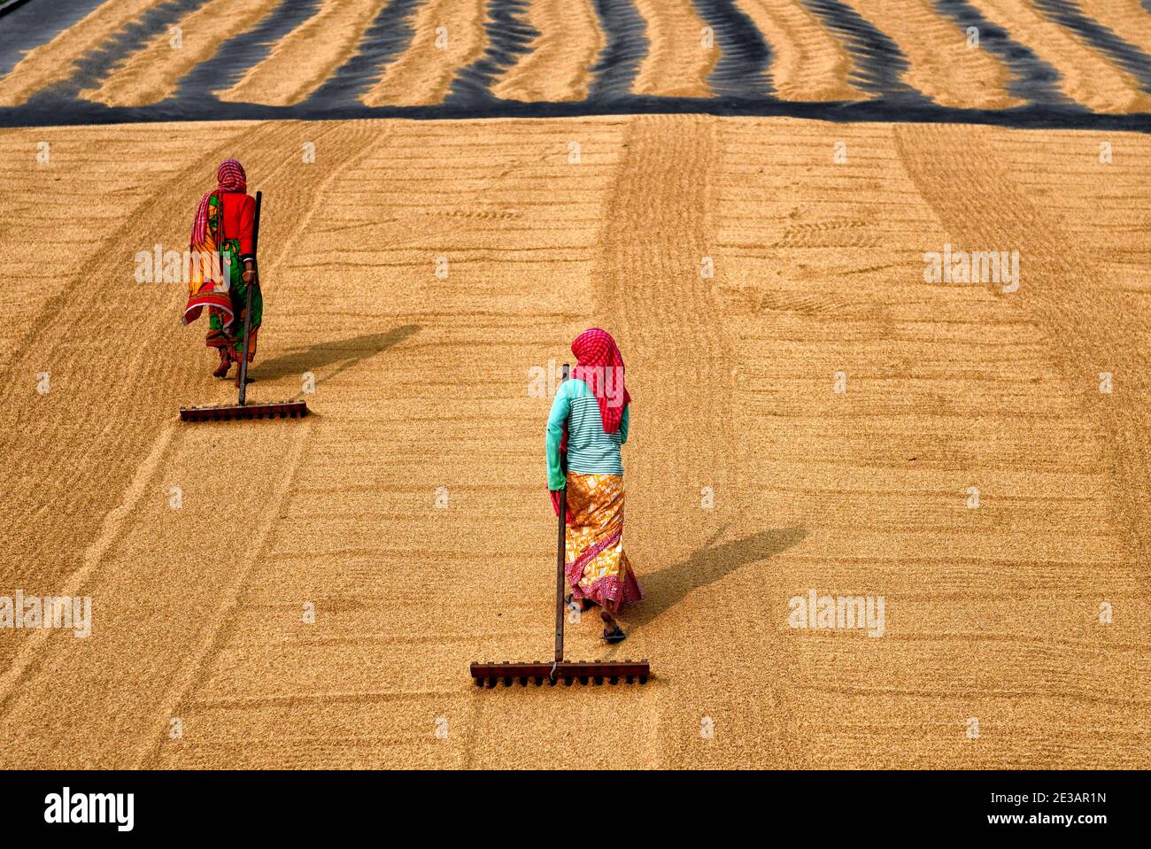 Female workers seen creating long columns of rice before walking along ...