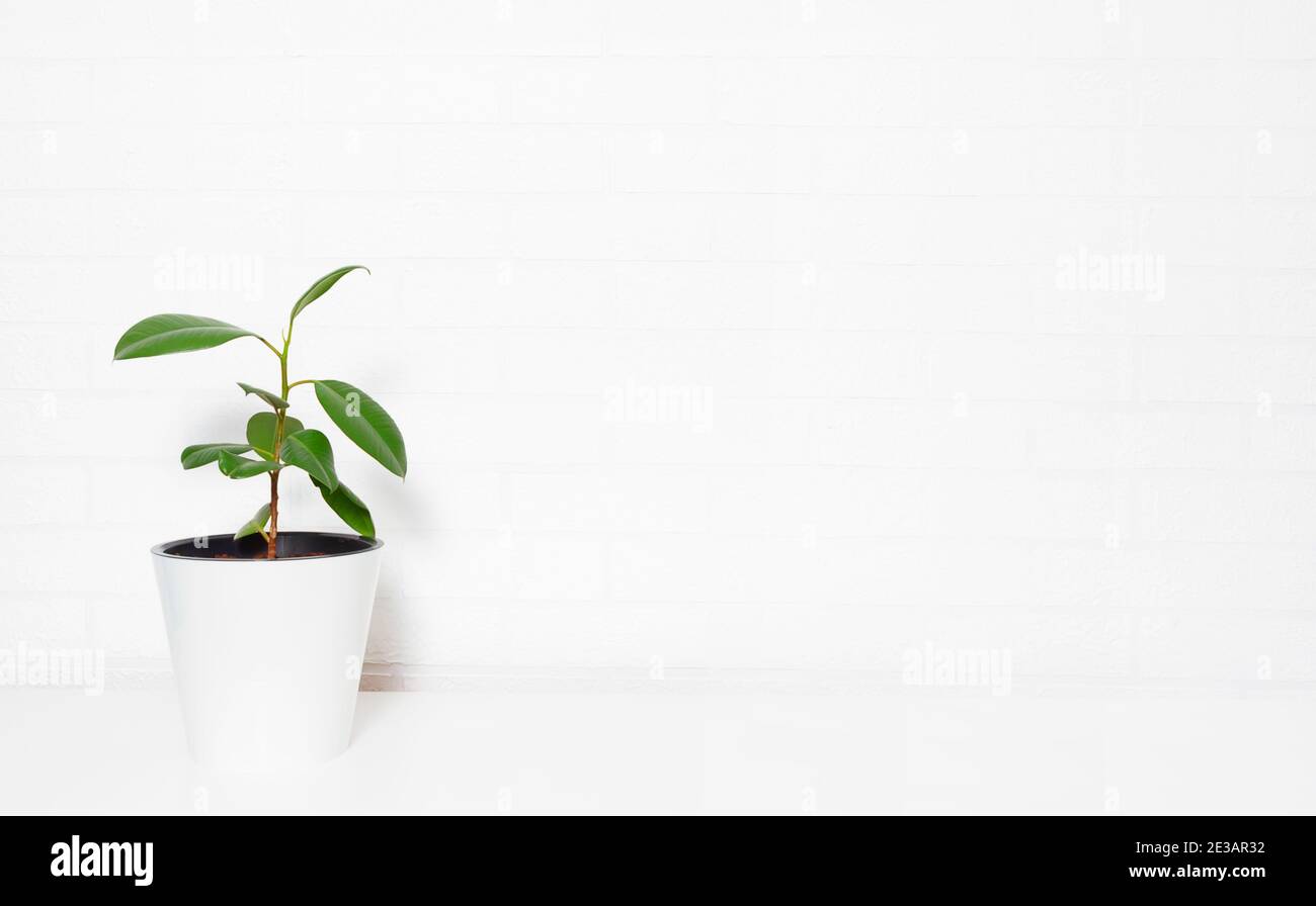 Ficus tree in bright interior. White brick wall with house plant ...
